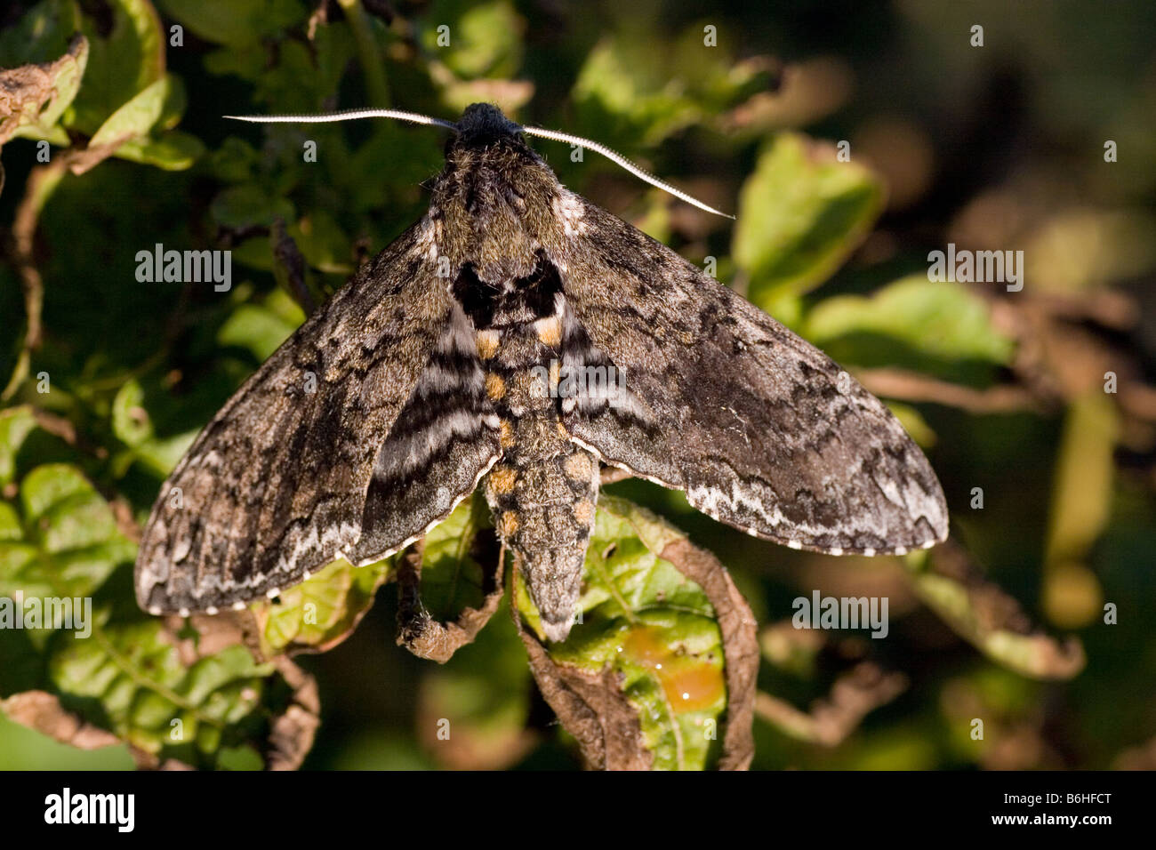 Mandula hi-res stock photography and images - Alamy