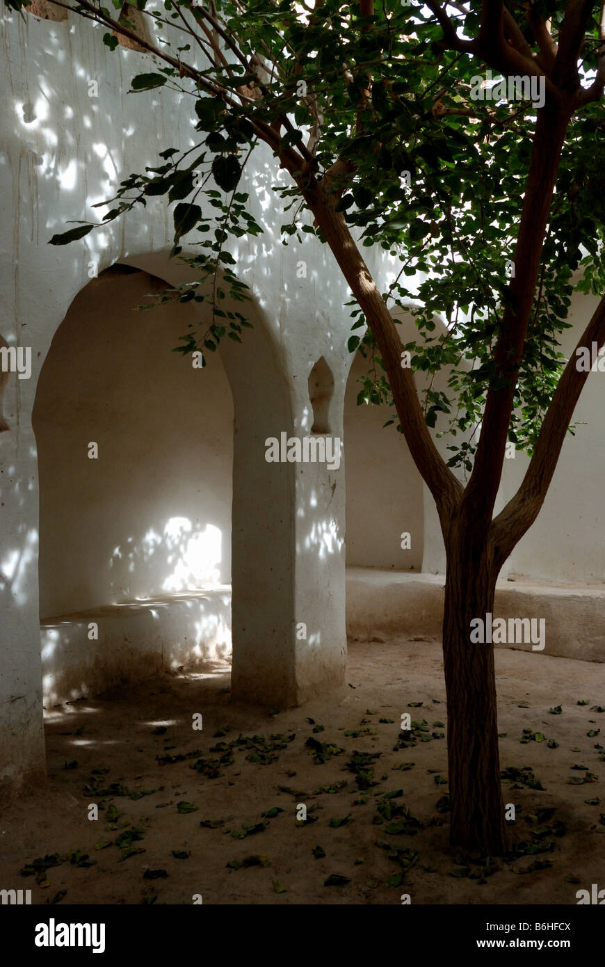 Tree in Ghadames Stock Photo - Alamy