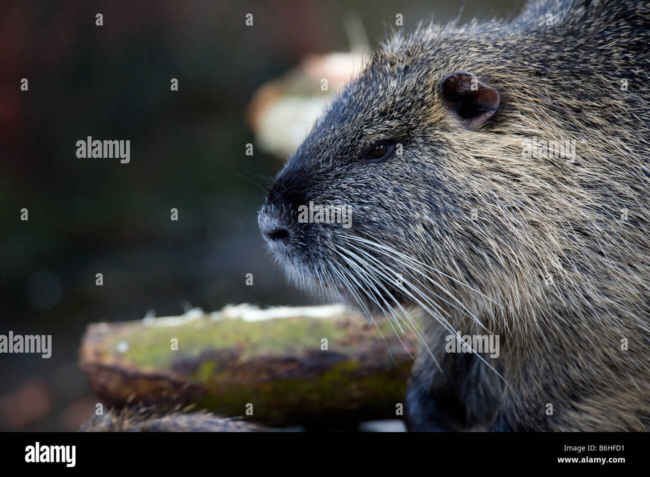 closeup of a coypu also named nutria native to South America Stock ...