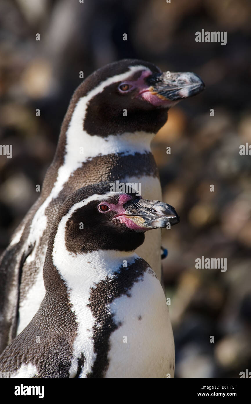 Cute penguins hi-res stock photography and images - Alamy