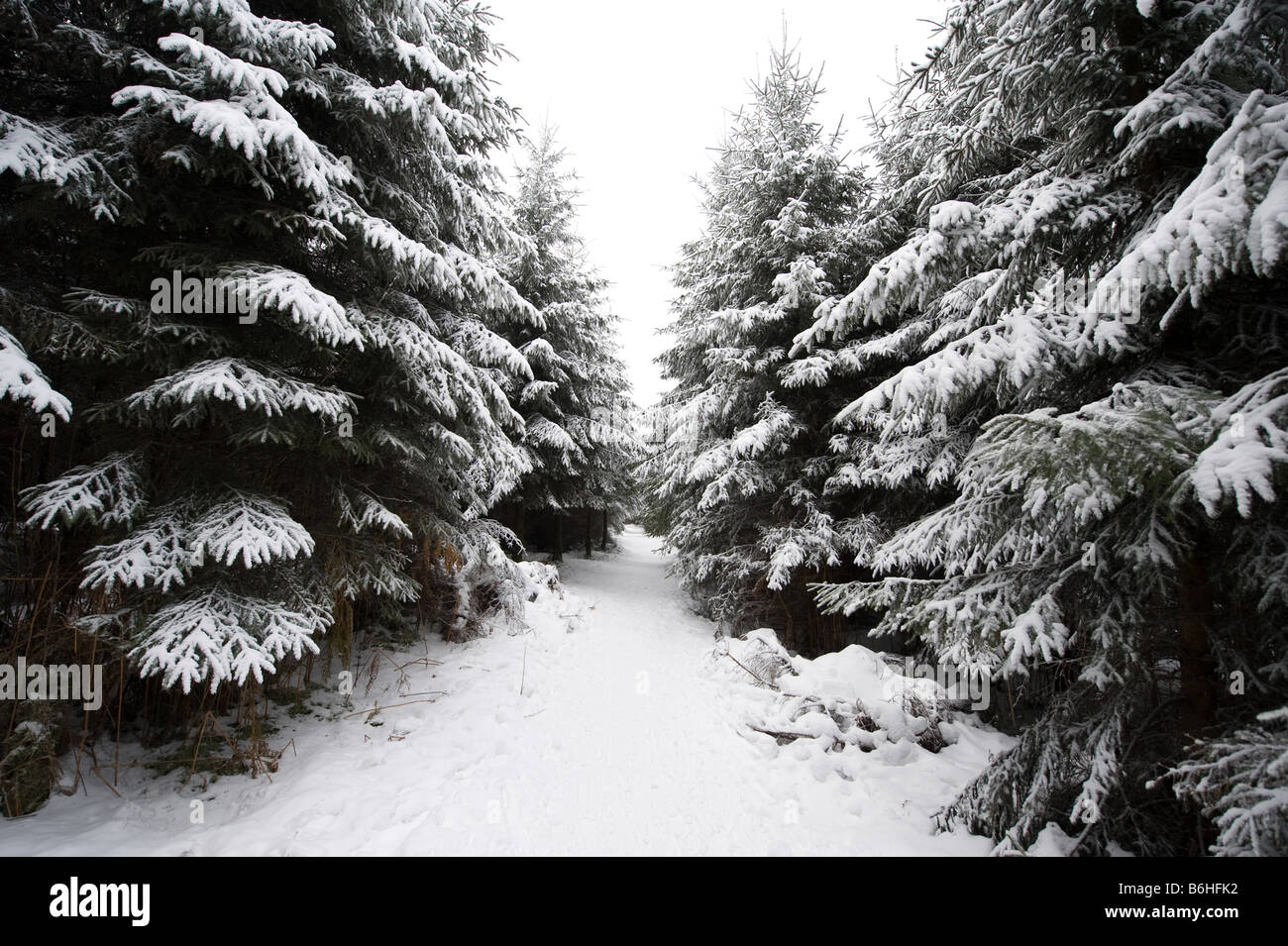 Frozen forest hi-res stock photography and images - Alamy
