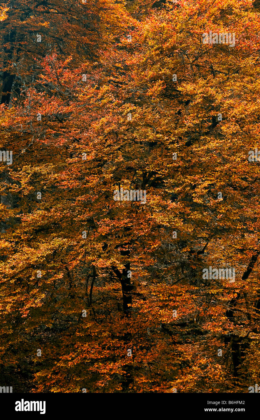 Colorful forest canopy hi-res stock photography and images - Alamy