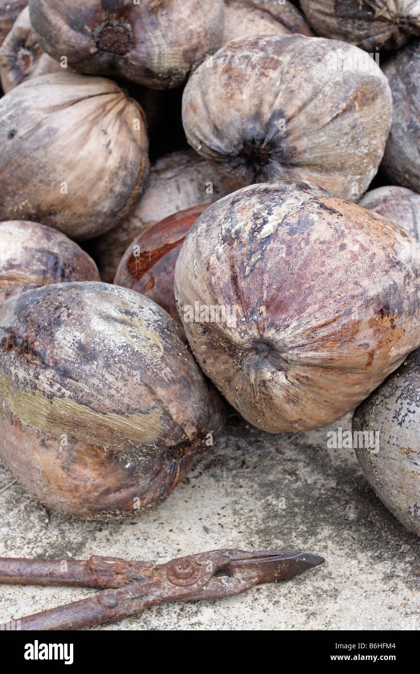 A stack of dried coconut fruit and tool for splitting the fruit Stock ...