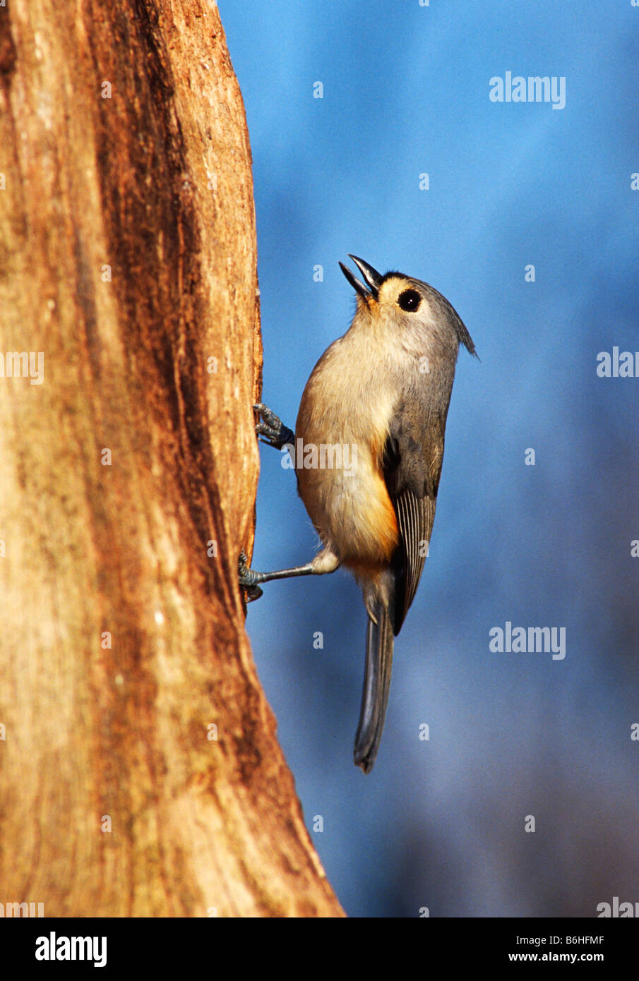 Parus hi-res stock photography and images - Alamy