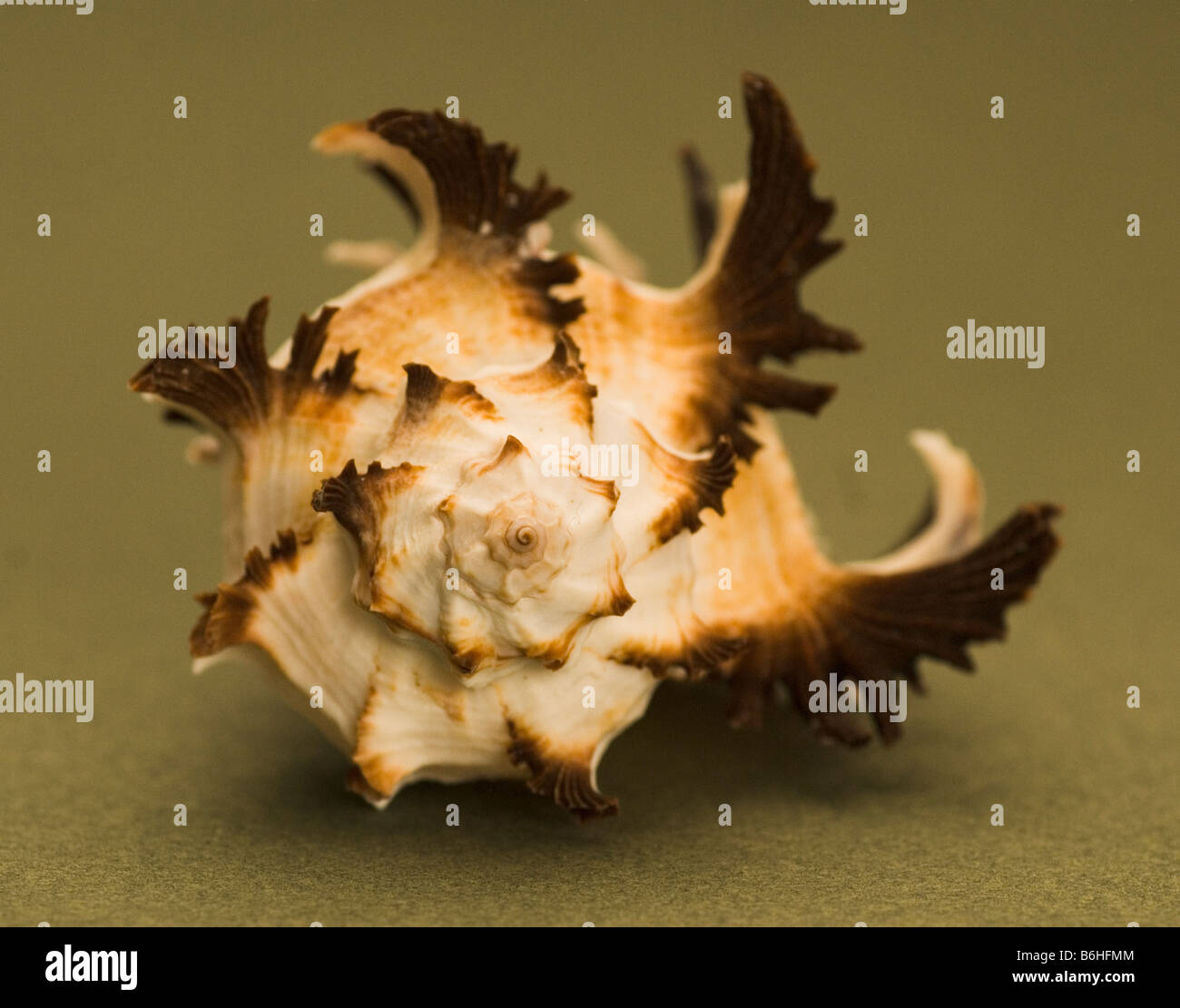 Seashell shell murex hi-res stock photography and images - Alamy