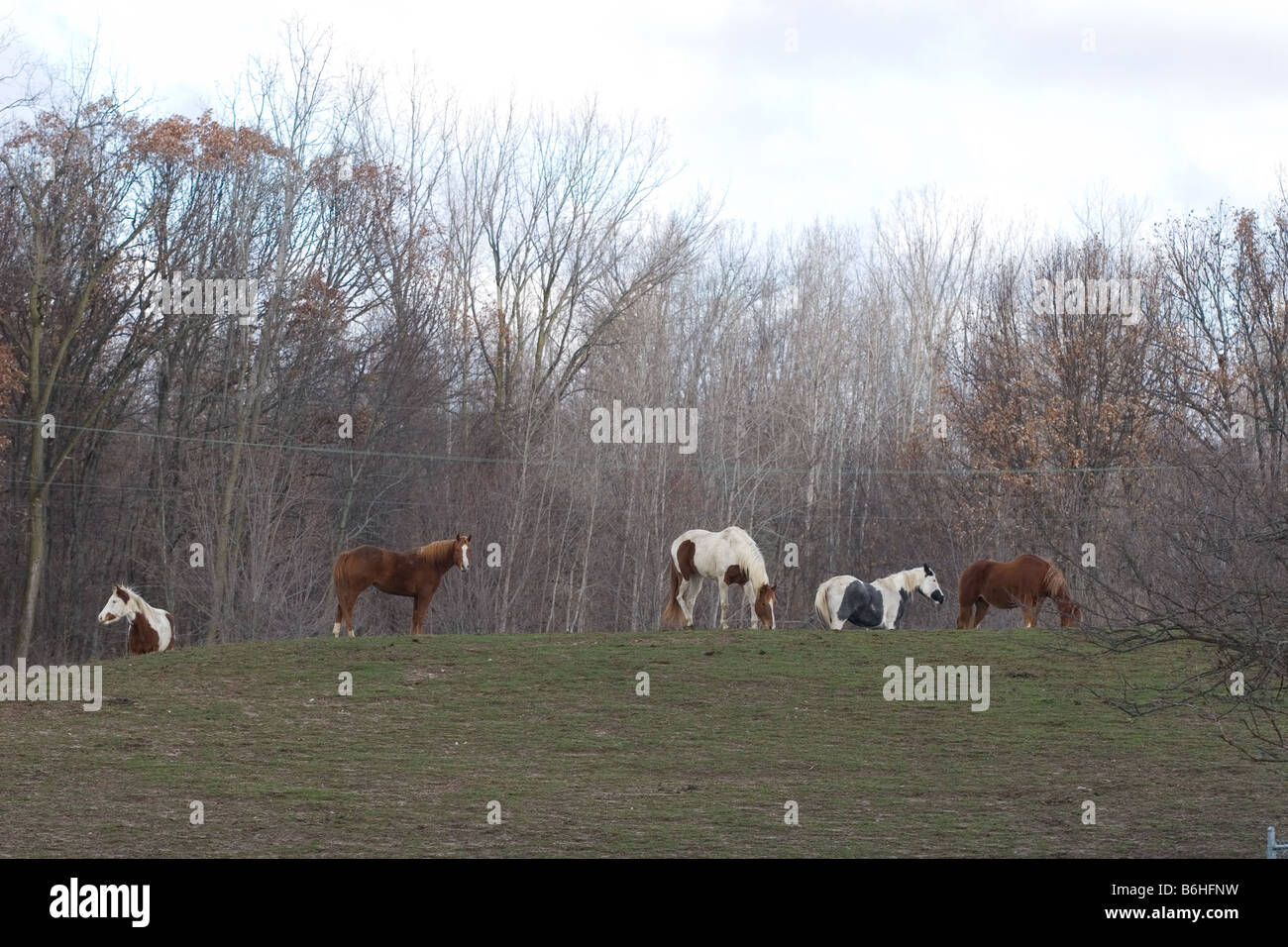 Herd of paint horses on a hill in an overgrazed pasture Stock Photo - Alamy