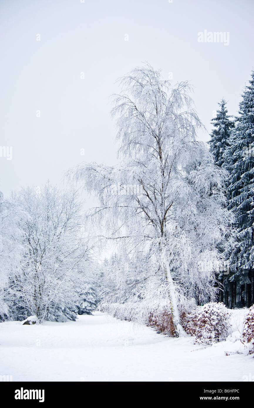 Ardennes forest hi-res stock photography and images - Alamy