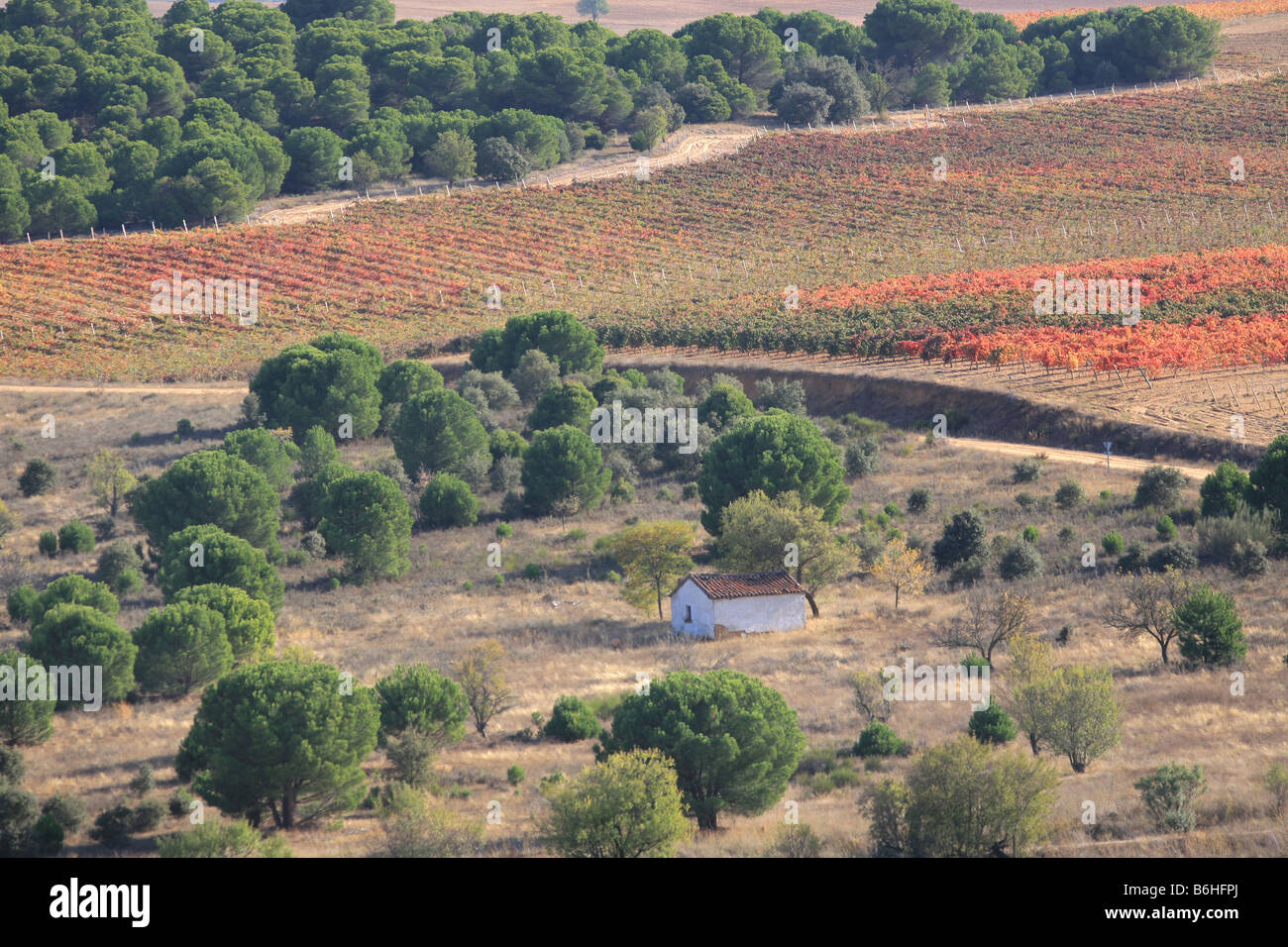 Toro vineyards in spring Stock Photo - Alamy