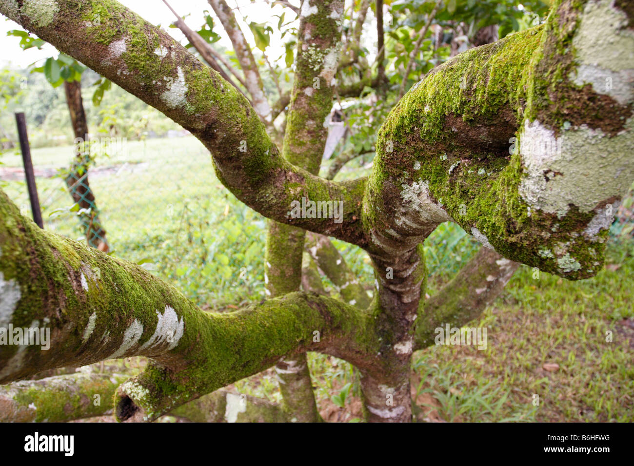 Mosses growing on tree branches Stock Photo - Alamy