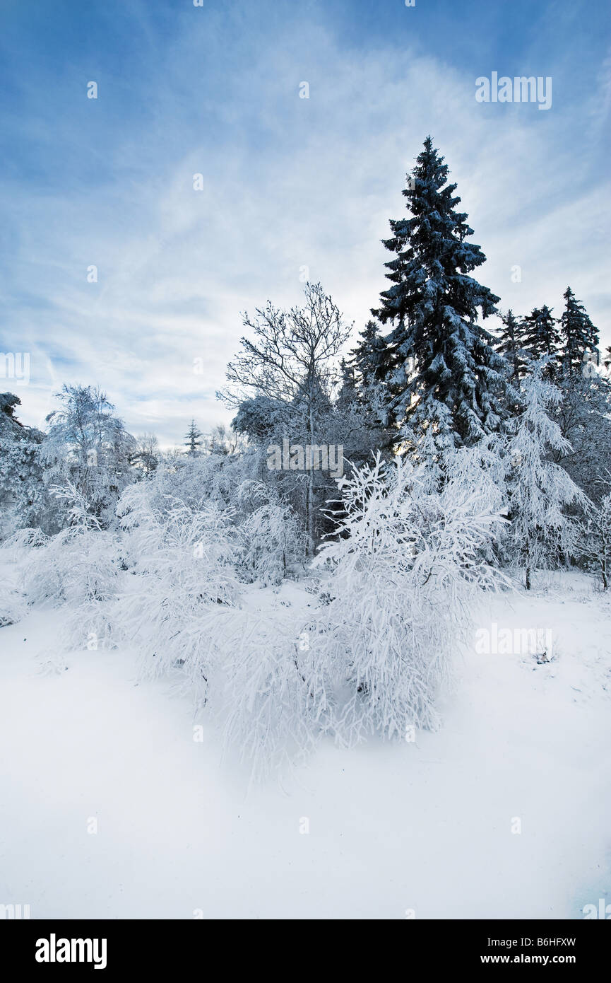 Trees in winter ardennes hi-res stock photography and images - Alamy