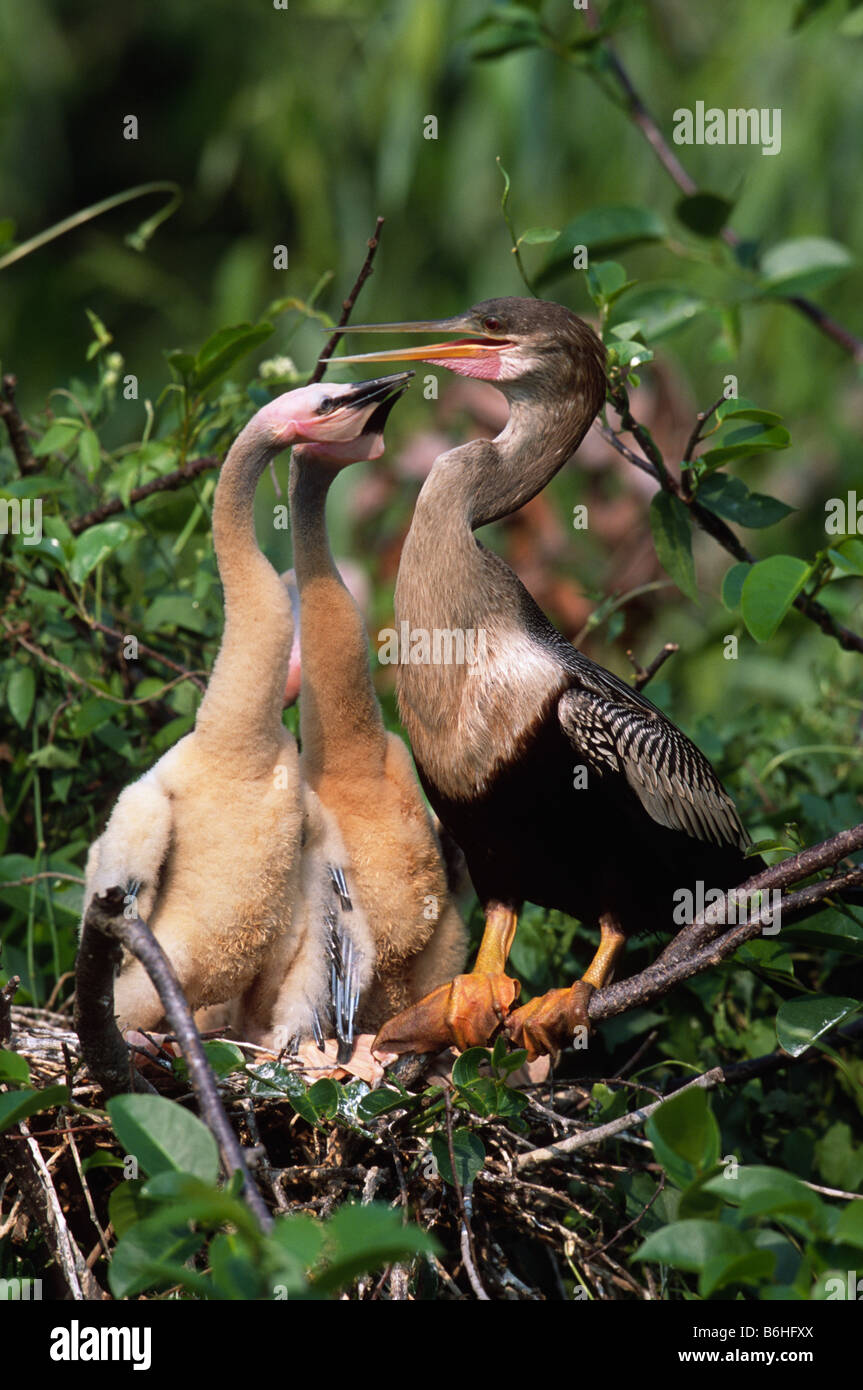 Female Anhinga (Anhinga anhinga) and chicks Stock Photo - Alamy