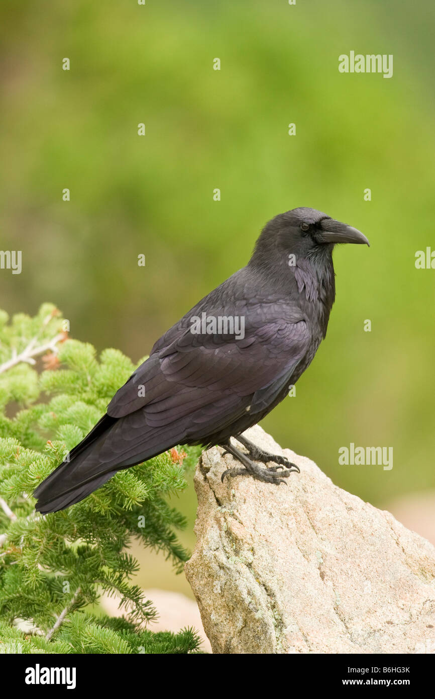 Common Raven (Corvus corax Stock Photo - Alamy