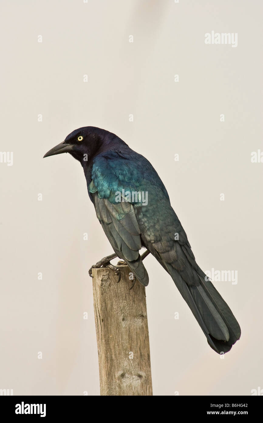 Boat-tailed Grackle (Quiscalus major Stock Photo - Alamy