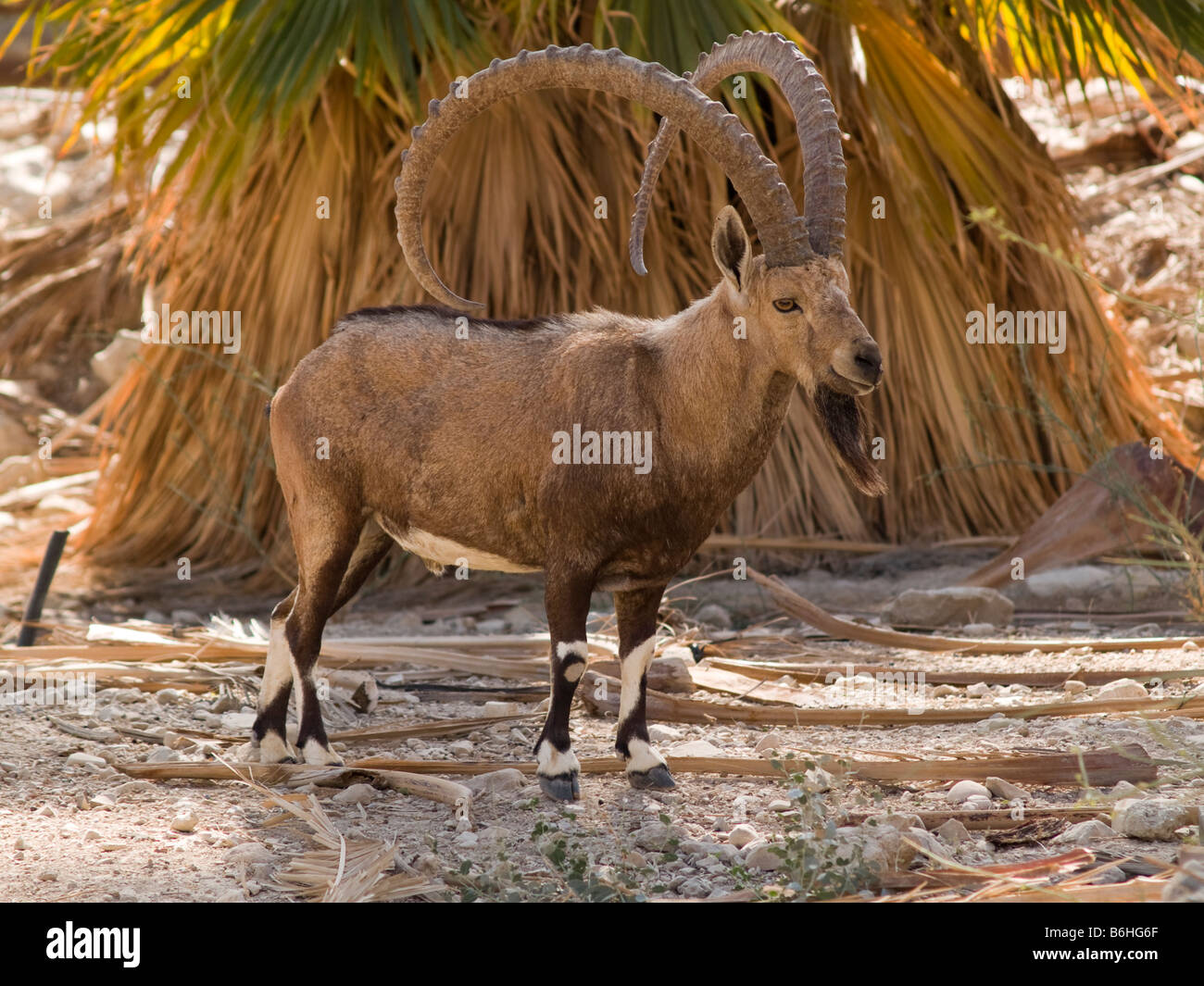 Israel in Kibutz ein Gedi palm plantation male ibex with large horns ...