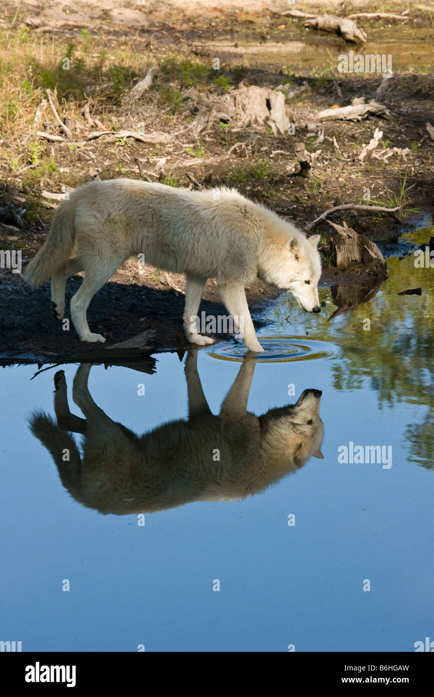 Artic wolf reflected in a small pond takes a drink Stock Photo - Alamy