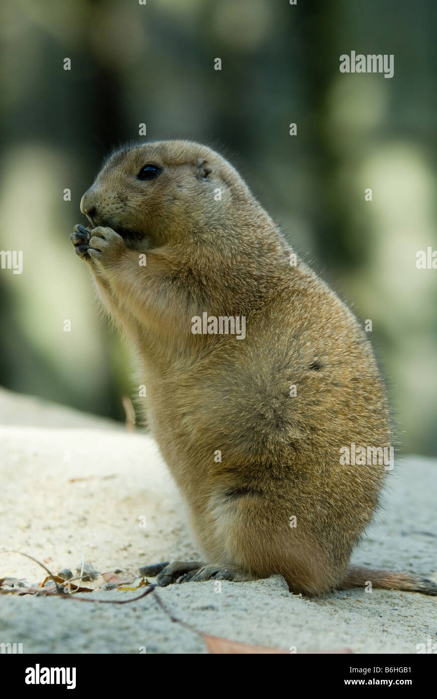 close up of a cute prairie dog Stock Photo - Alamy