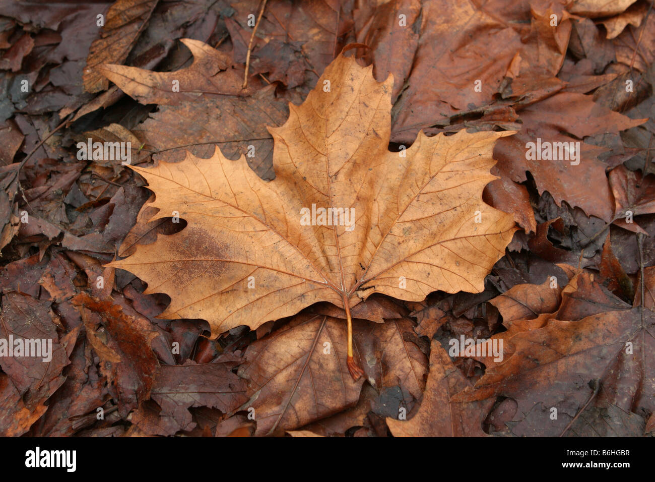 Russet brown leaves hi-res stock photography and images - Alamy