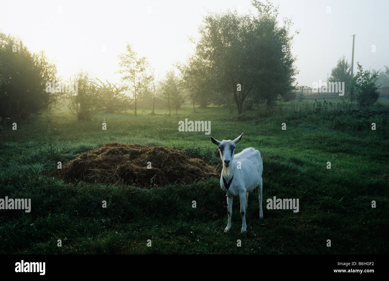 Village goat hi-res stock photography and images - Alamy