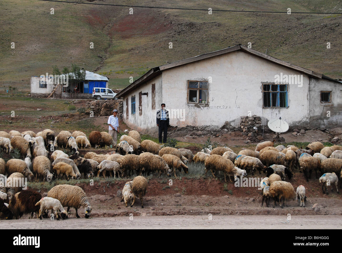 Kurdish sheep hi-res stock photography and images - Alamy