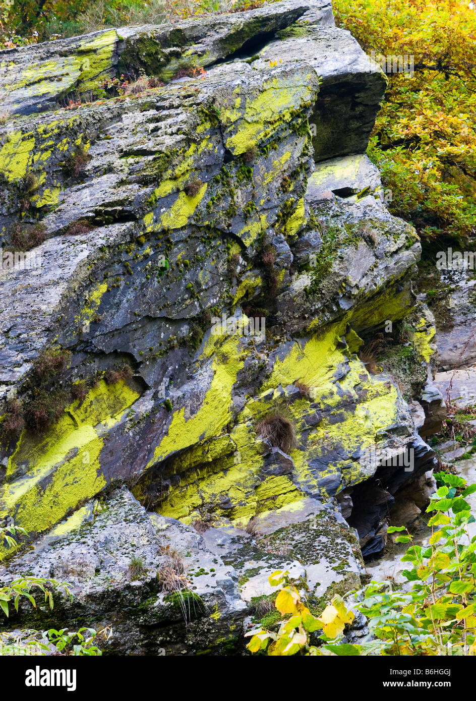 Texture green yellow vegetation hi-res stock photography and images - Alamy