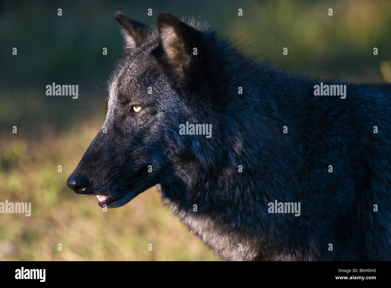Timber wolf profile in northern Florida Stock Photo - Alamy