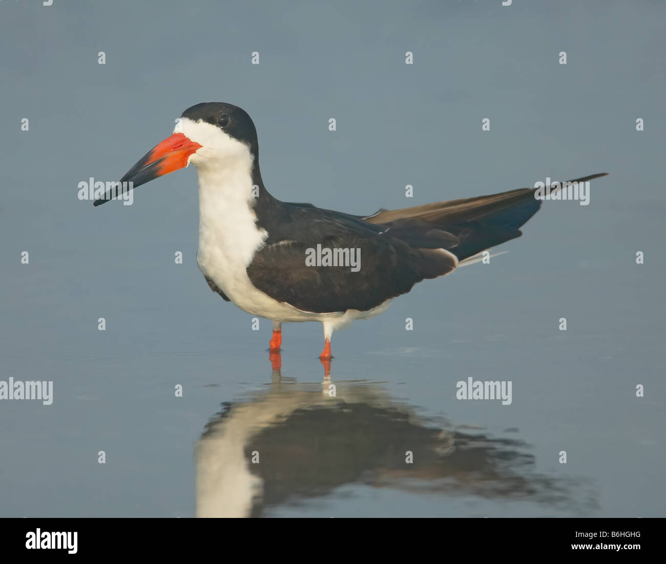Black Skimmer (Rynchops niger) standing in shallow water with ...