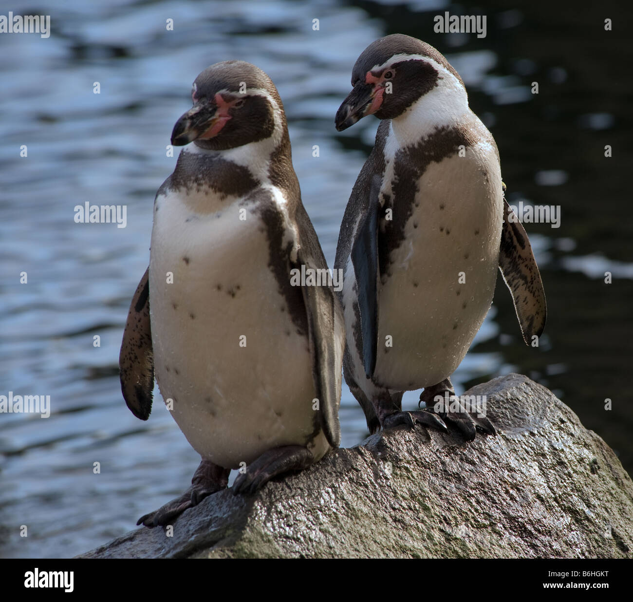 Cute Humboldt Penguin