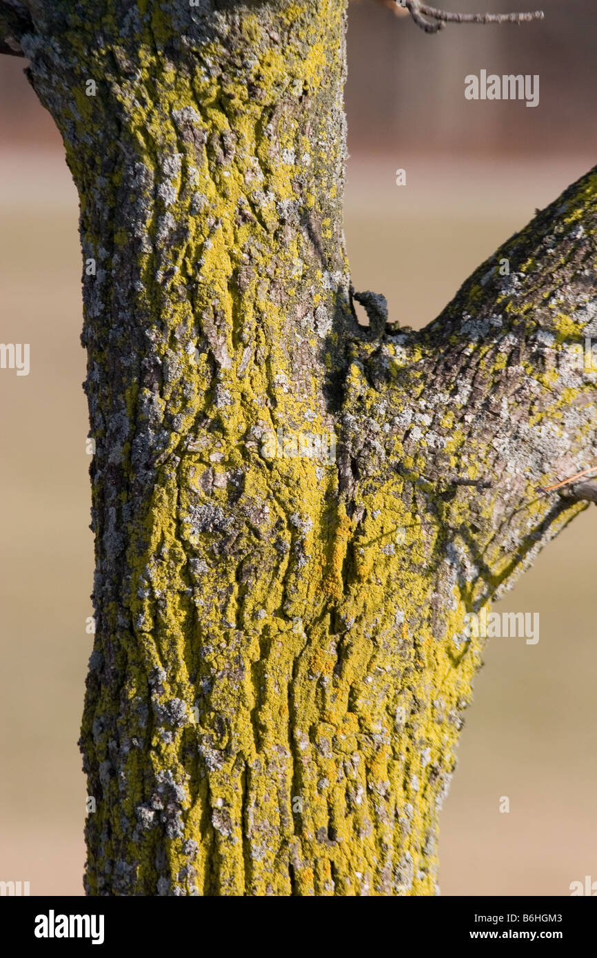 Closeup of bark of a tree fork with moss and lichen on it Stock Photo ...