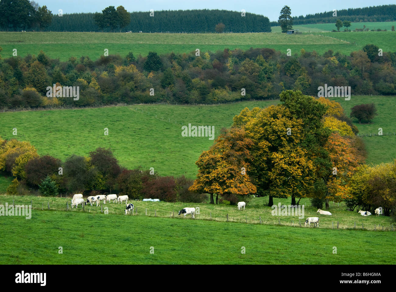 beautiful autumn country landscape in belgium Ardennes Stock Photo - Alamy