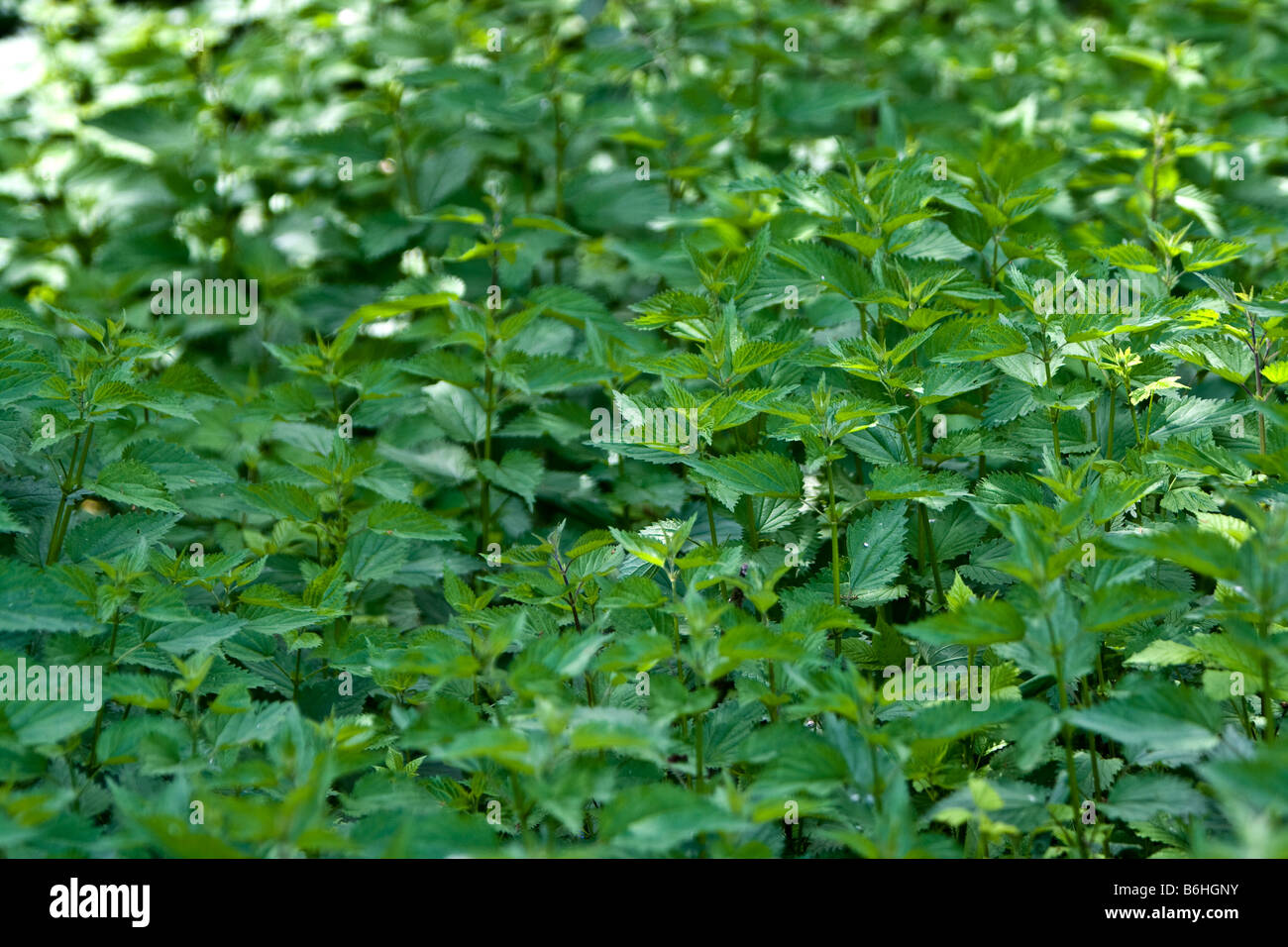 Stinging plants hi-res stock photography and images - Alamy