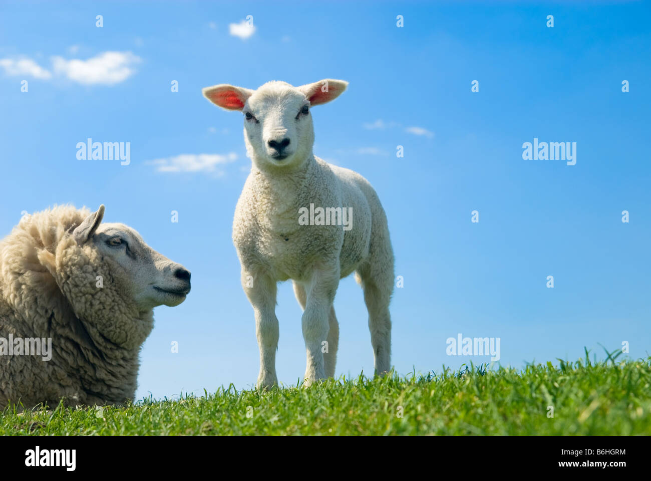 Lamb mother sheep looking camera hi-res stock photography and images ...