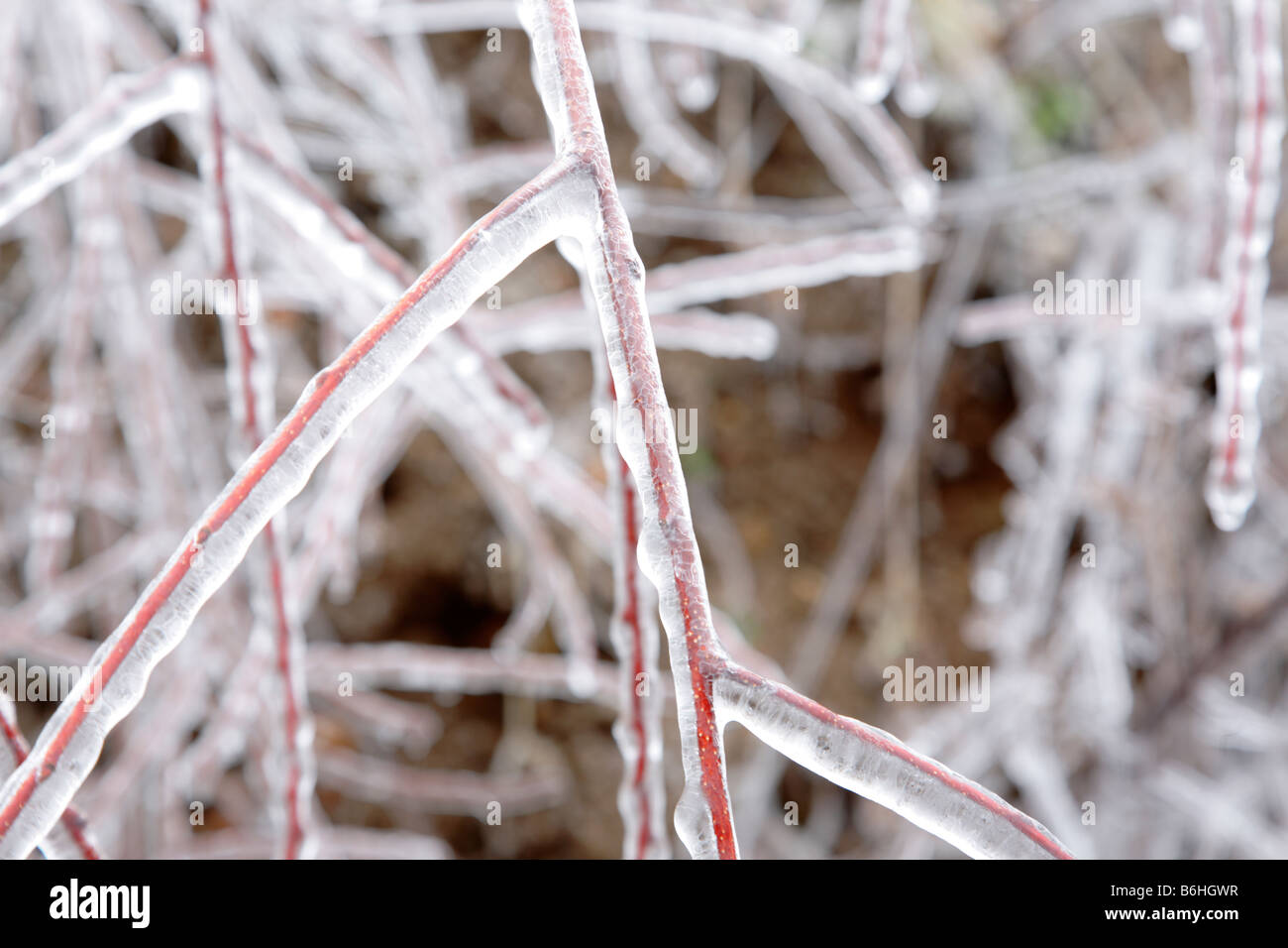 New England forest covered in ice after a ice storm Stock Photo - Alamy
