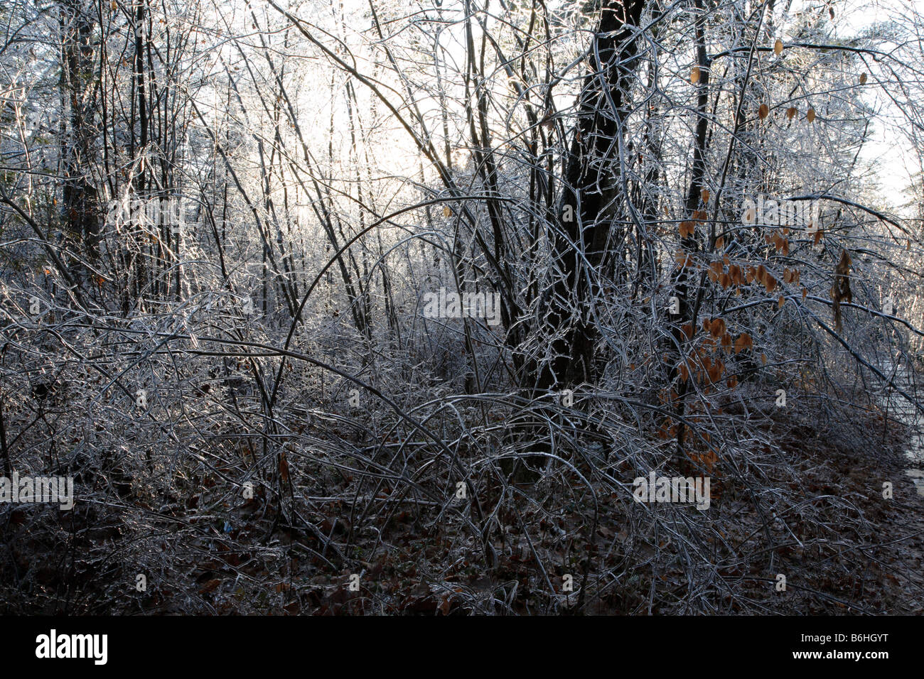 New England forest covered in ice after a ice storm Stock Photo - Alamy