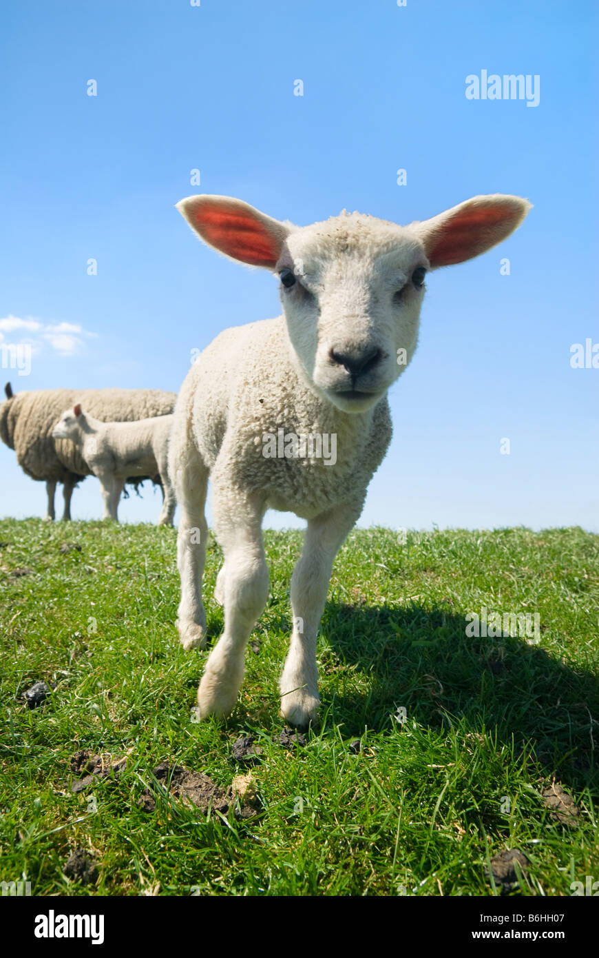 curious lamb looking at the camera in spring Stock Photo - Alamy