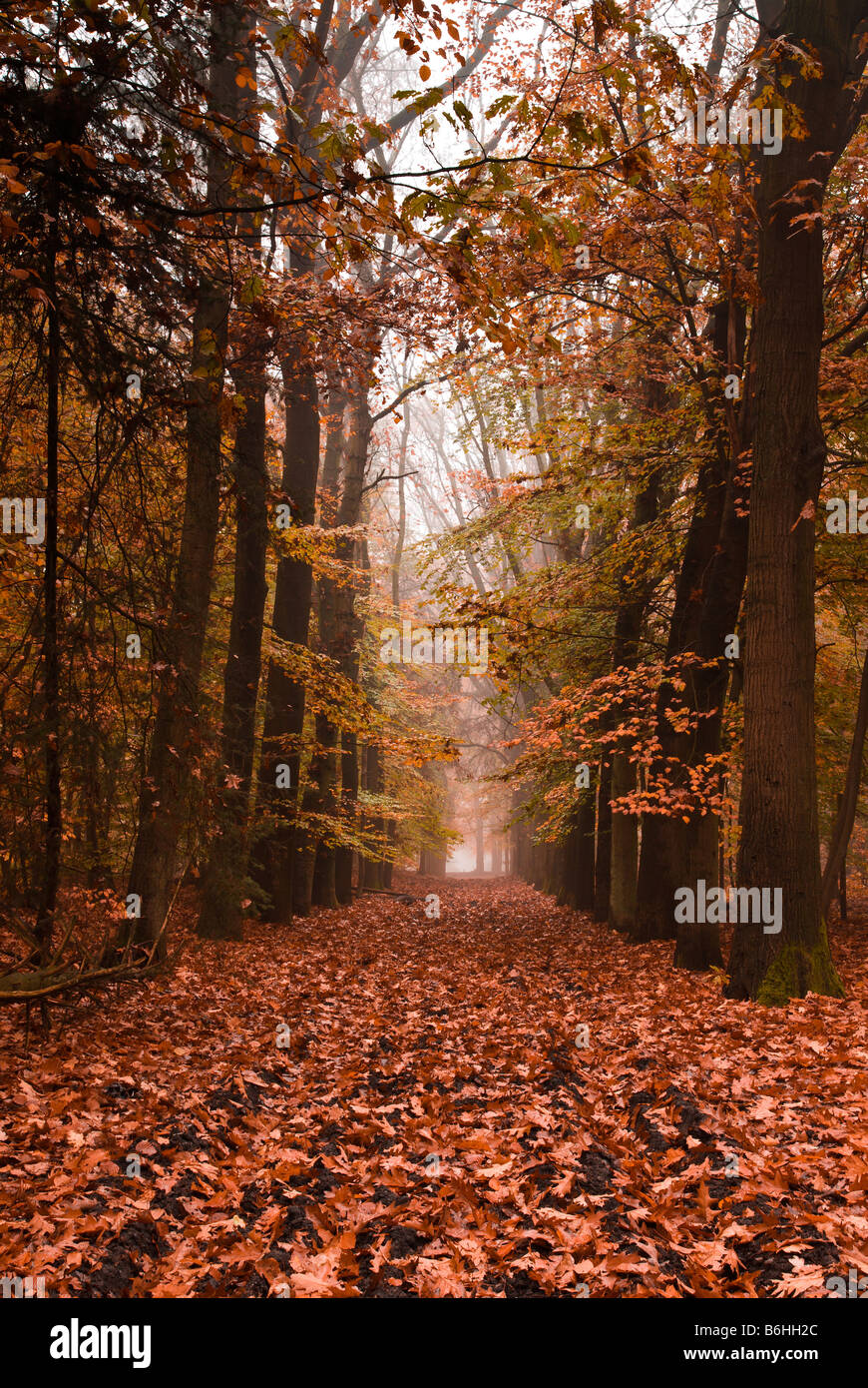autumn colors in the forest Stock Photo - Alamy