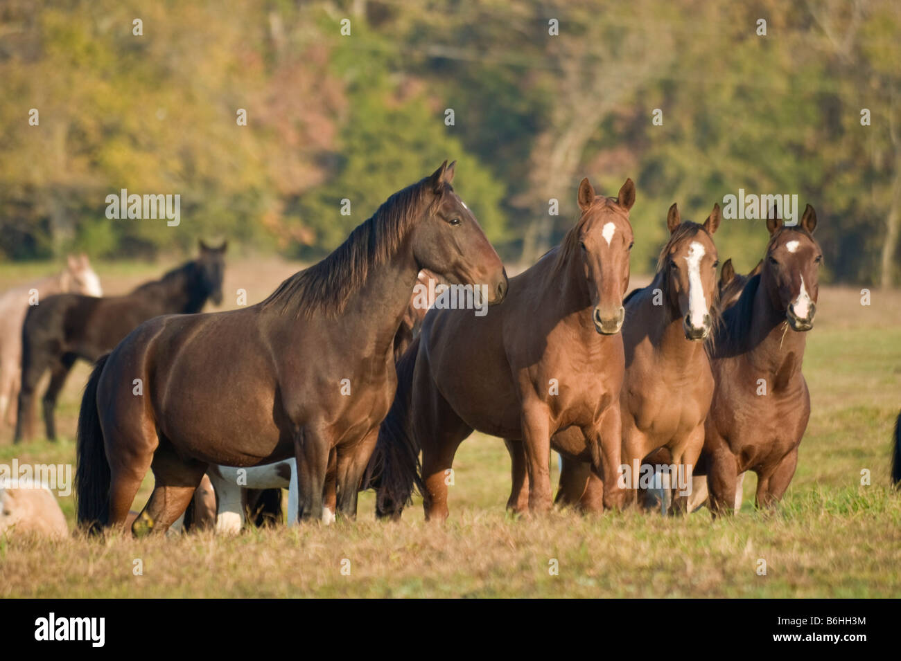 Horse ridge hi-res stock photography and images - Alamy