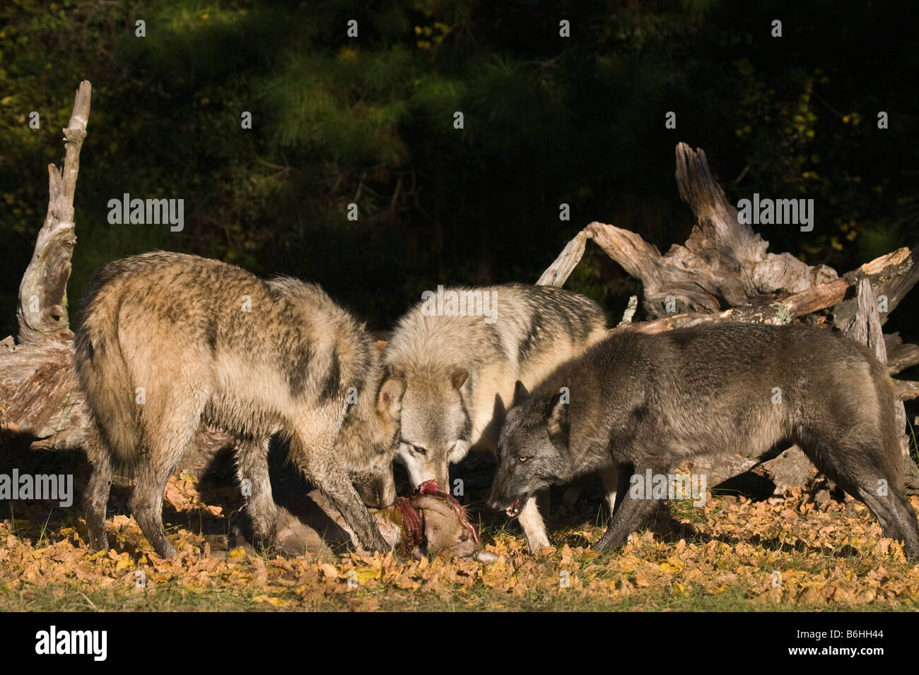Pack of wolves canis lupus at the carcass hi-res stock photography and ...
