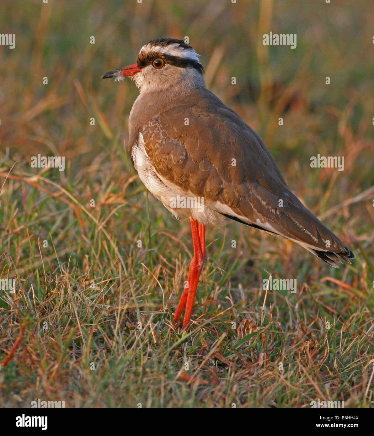 African Plover standing in the grass Stock Photo - Alamy