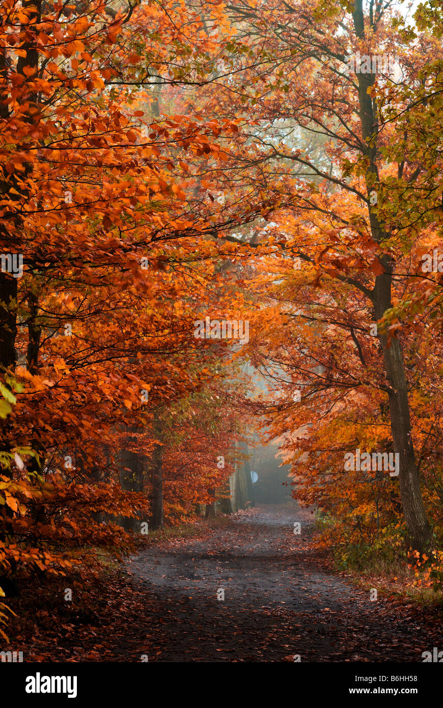 autumn colors in the forest Stock Photo - Alamy