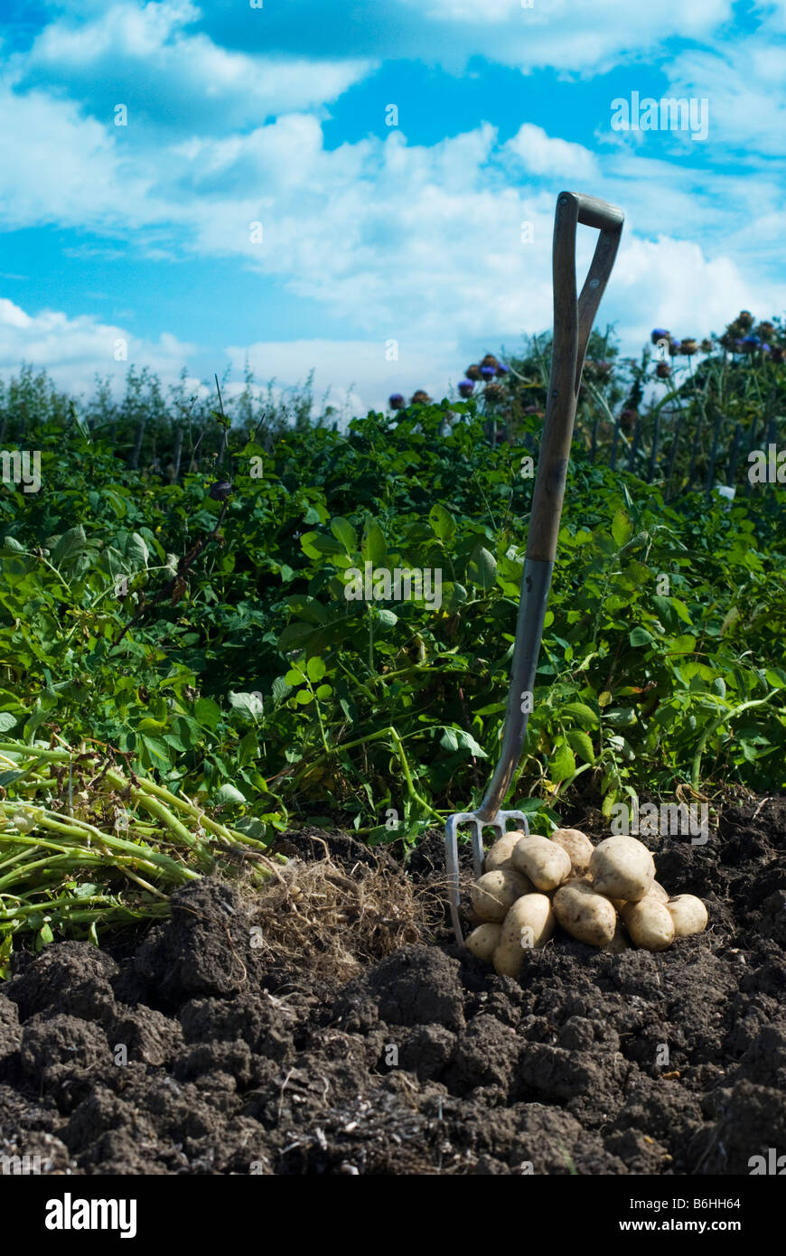 Crop of potatoes Stock Photo - Alamy
