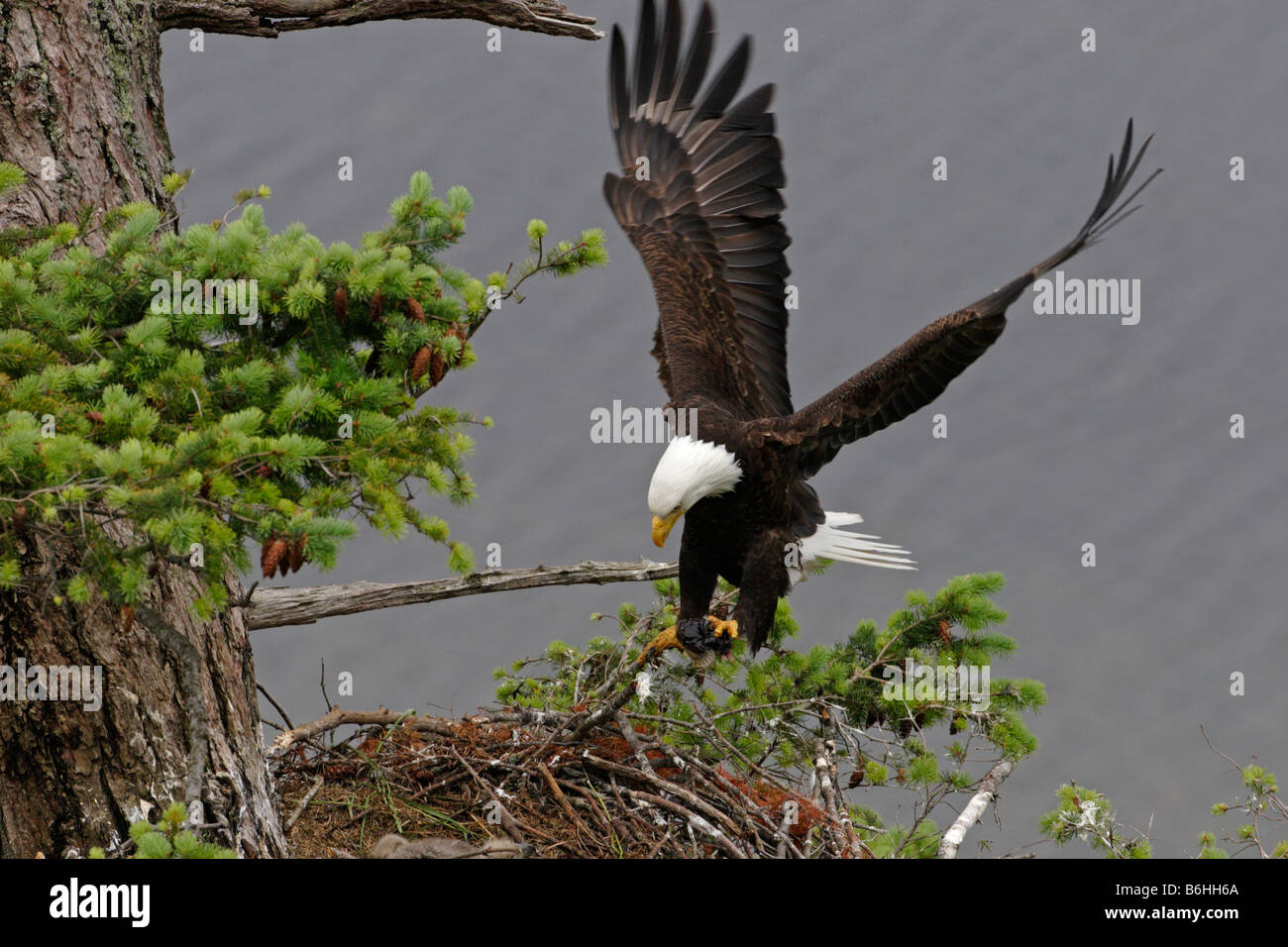 Eagle feed chicks hi-res stock photography and images - Alamy