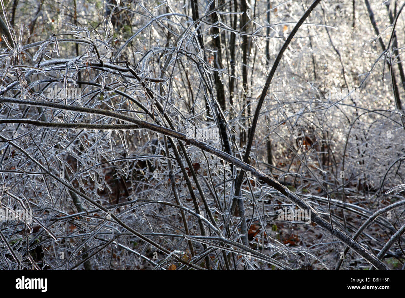 New England forest covered in ice after a ice storm Stock Photo - Alamy