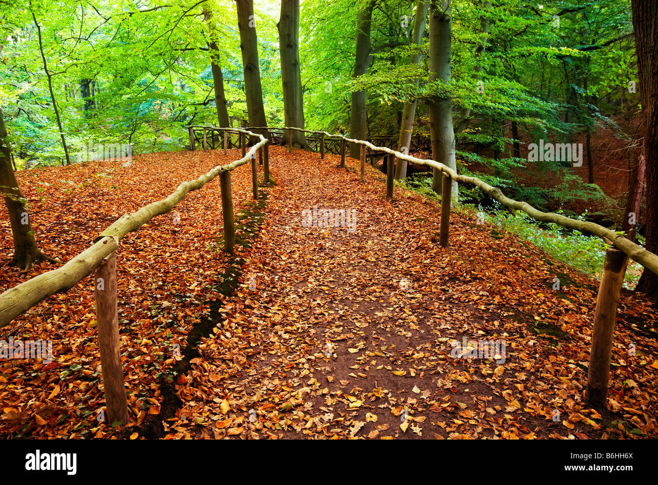 Forest of trees with autumn colors hi-res stock photography and images ...
