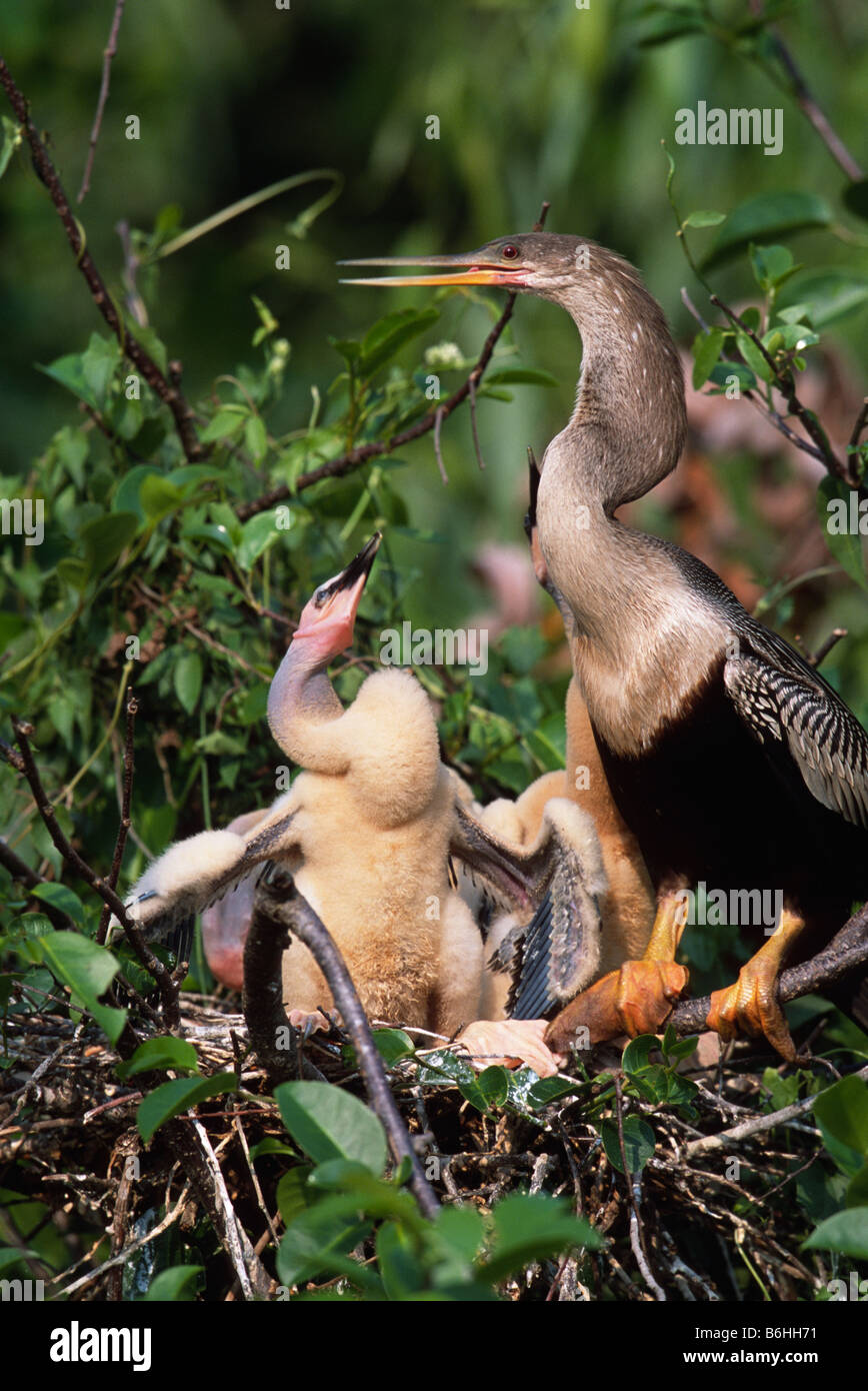 Female Anhinga (Anhinga anhinga) and chicks Stock Photo - Alamy