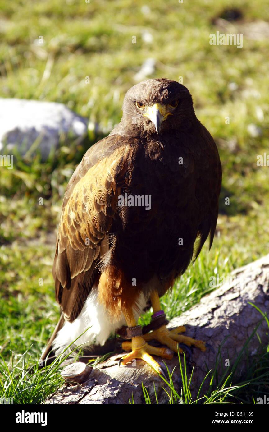 Real eagle hi-res stock photography and images - Alamy