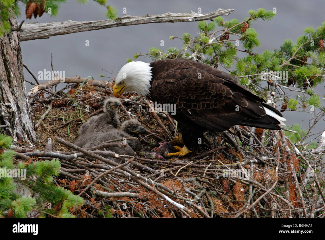Bald eagle feeding chicks hi-res stock photography and images - Alamy