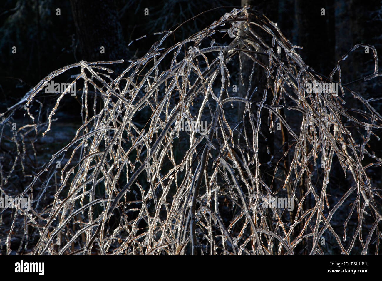 New England forest covered in ice after a ice storm Stock Photo - Alamy