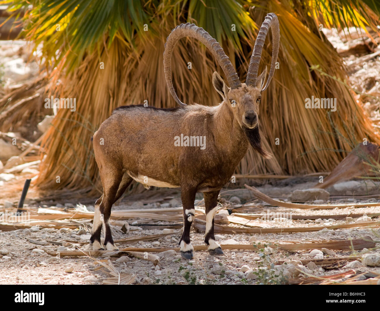 Israel in Kibutz ein Gedi palm plantation male ibex with large horns ...