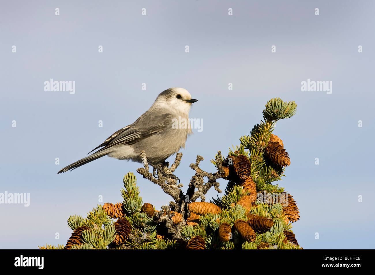 Perisoreus hi-res stock photography and images - Alamy