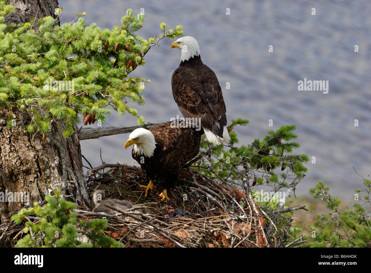 Bald eagle pair nest hi-res stock photography and images - Alamy
